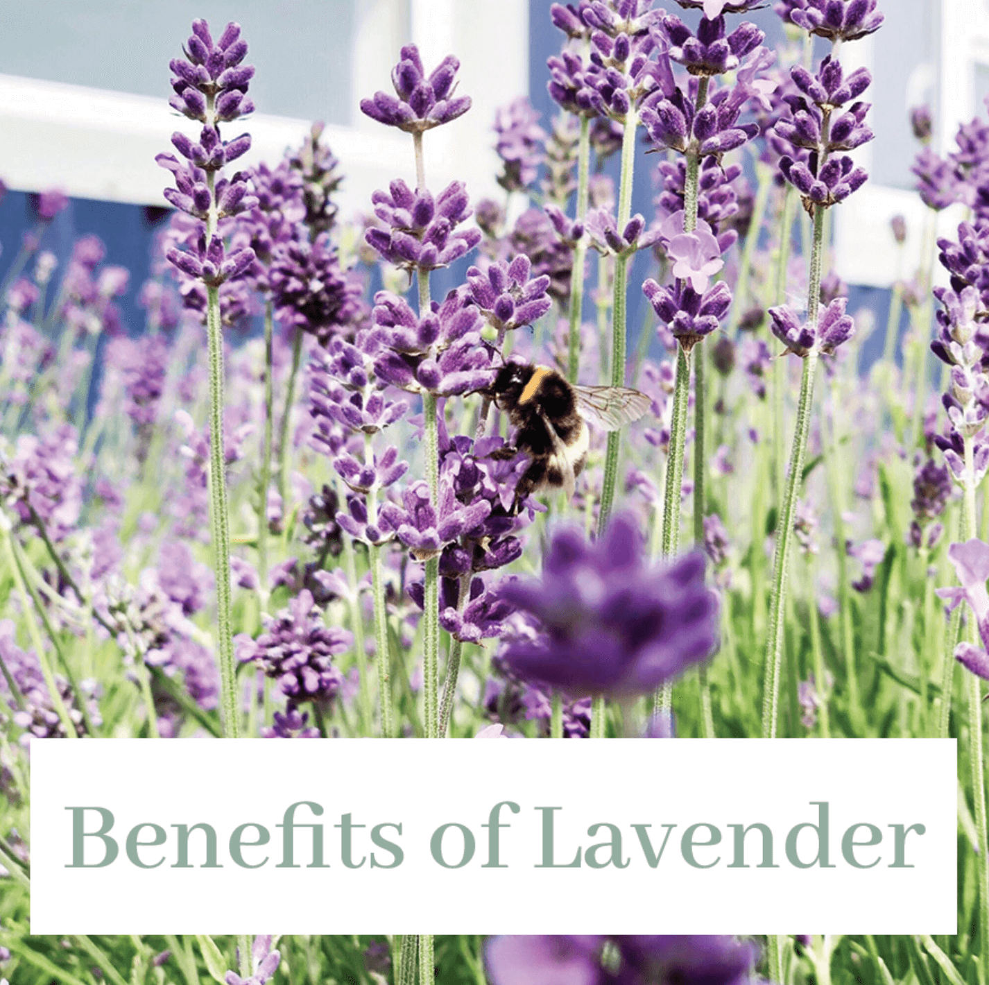 Relax and unwind with Lavender